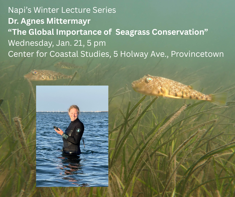 Napi’s Winter Lecture Series | 'Global Importance of Seagrass ...